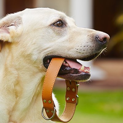 КАК ВЫБРАТЬ ОШЕЙНИК ДЛЯ СОБАКИ — 4 самых популярных